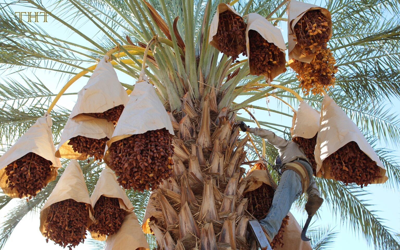 Tâmaras - Os Diamantes do Deserto que cuidam da Nossa Saúde - THT Healing